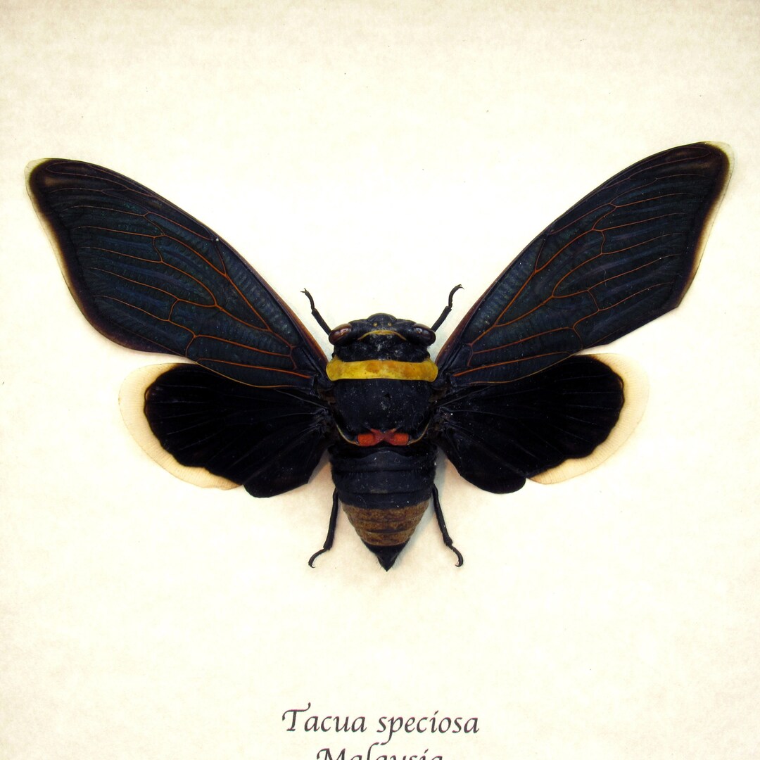 Rare Giant Black Rainforest Cicada Framed Taxidermy Tacua Speciosa - Etsy