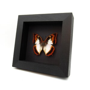 Rare Flame Bordered Charaxes Butterfly Framed Taxidermy - Charaxes ...