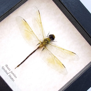 Real Green Darner Dragonfly Framed Taxidermy Anax Junius Large Female - Etsy