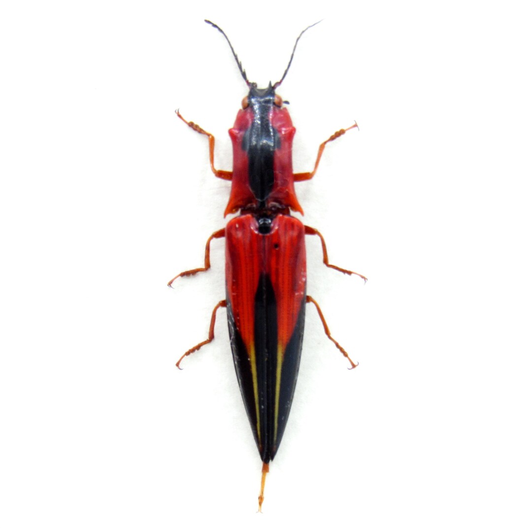 Rare Flame Red Click Beetle Framed Taxidermy - Semiotus Sanguinicollis ...