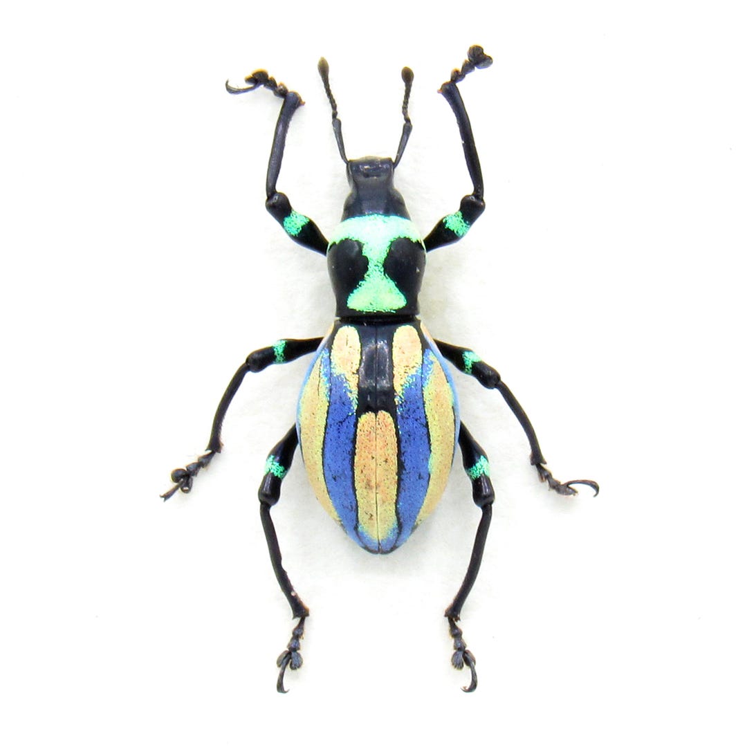 Very Rare Real Purple Weevil Beetle Framed Specimen - Pachyrhynchus ...