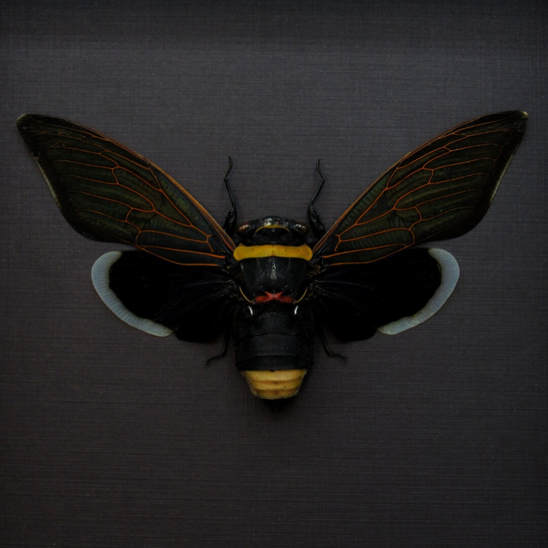 Rare XL Giant Black Rainforest Cicada Framed Taxidermy Tacua - Etsy