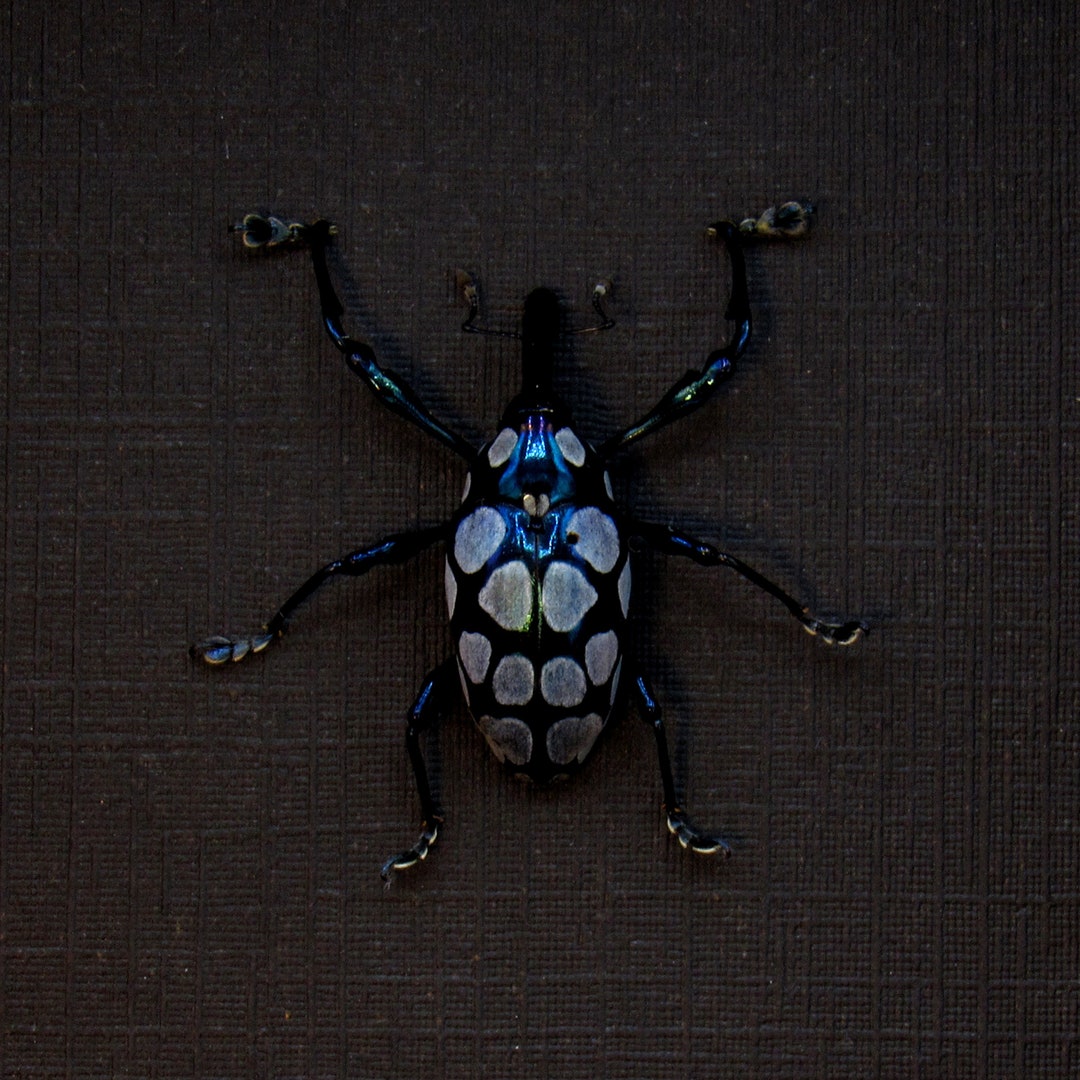 WEEVIL MANIA - Real Long Snouted Beetle Framed - Alcidodes Ocellatus - Etsy