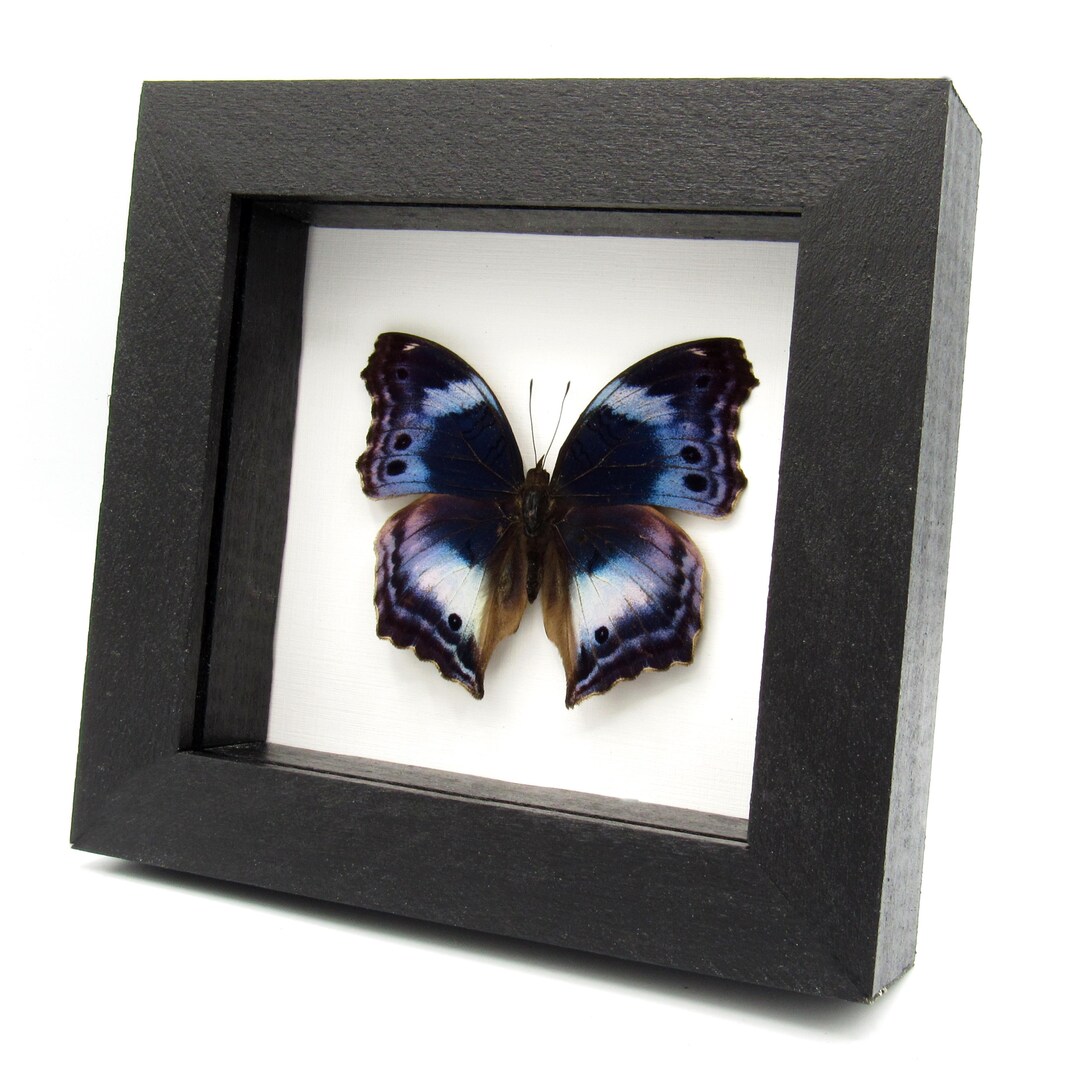 Rare Western Blue Beauty Butterfly Framed Taxiermy - Protogoniomorpha ...