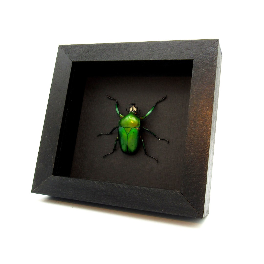 Large Green Metallic Scarab Beetle Framed Dicronorhina - Etsy