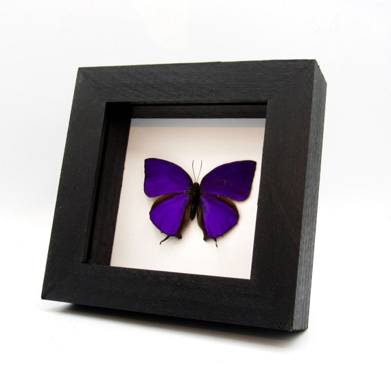 Purple Butterfly Frame