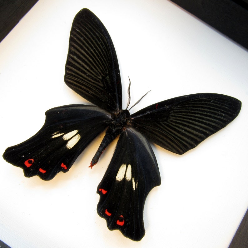 Rare Moth Framed Taxidermy - Epicopeia Polydora - Butterfly Mimic - Etsy