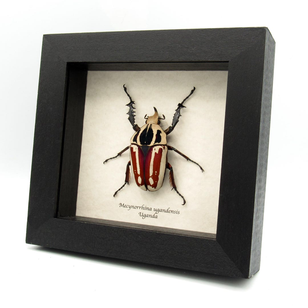 Real Scarab Beetle Framed Taxidermy - Mecynorrhina Ugandensis - Etsy