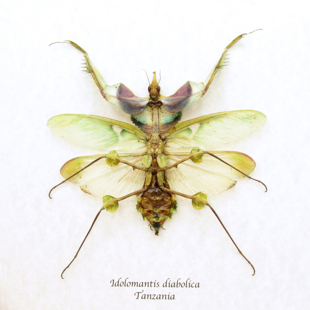 Real Giant Devils Flower Mantis Framed Taxidermy - Idolomantis ...