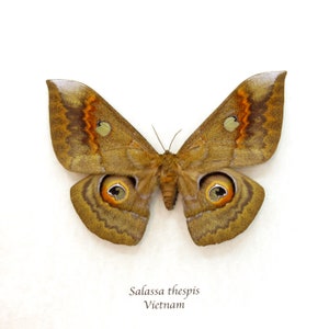 Rare Giant Saturn Moth Framed Taxidermy Salassa Thespis Large Female - Etsy