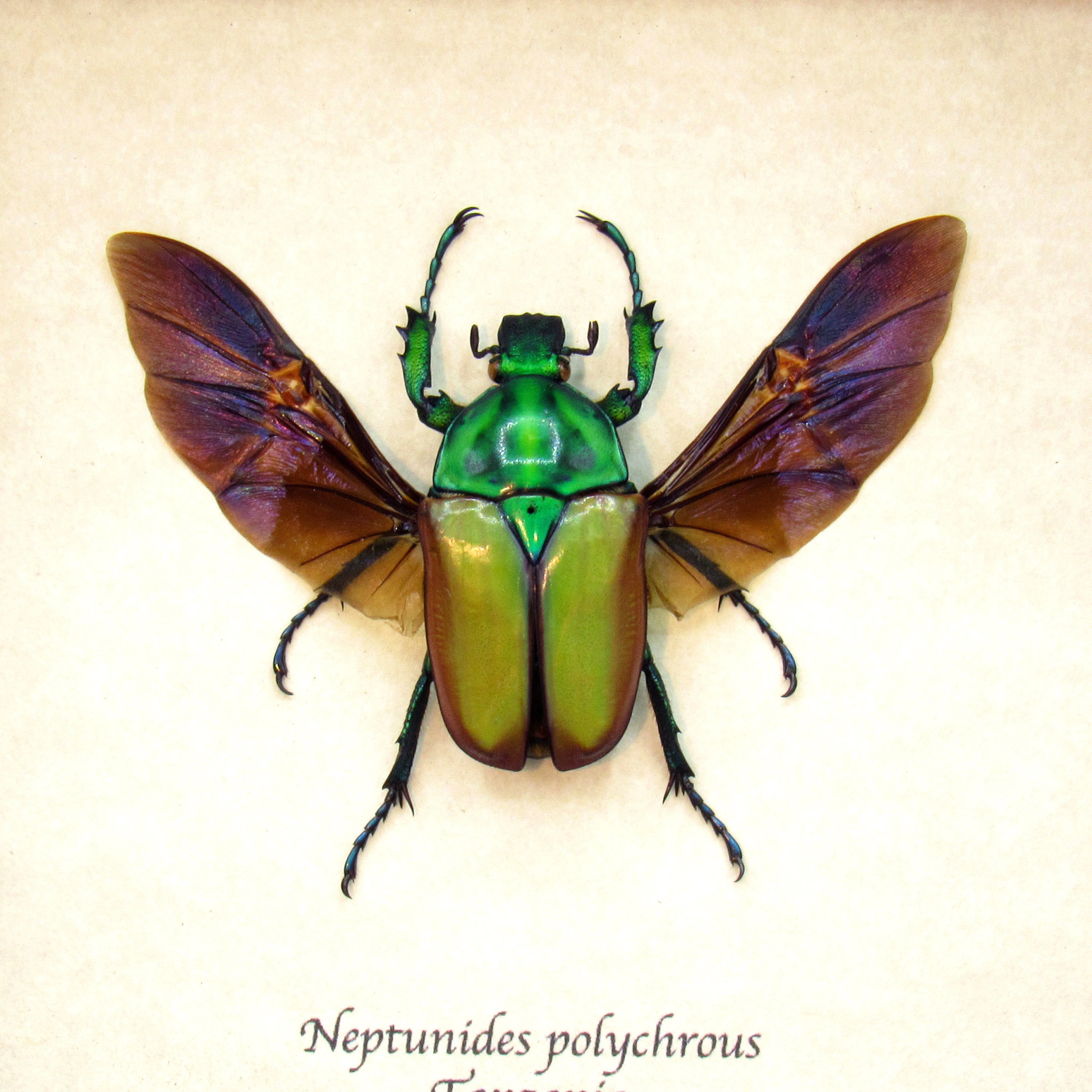 Scarab Beetle Flying