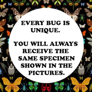 Rare Pink Form Gaudy Commodore Butterfly Framed Taxidermy - Precis ...