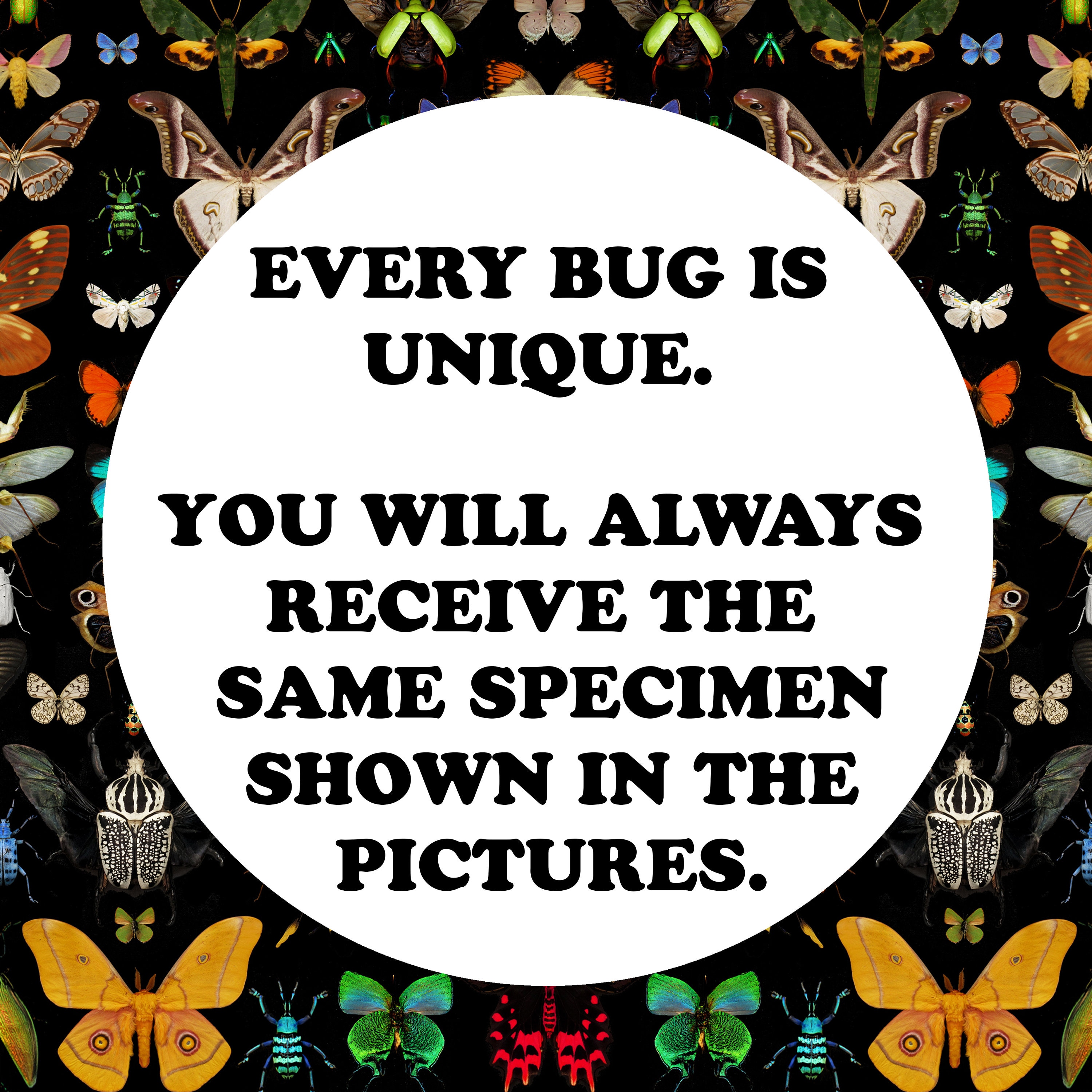 Real Purple Tip Butterfly Framed Taxidermy Colotis Regina - Etsy