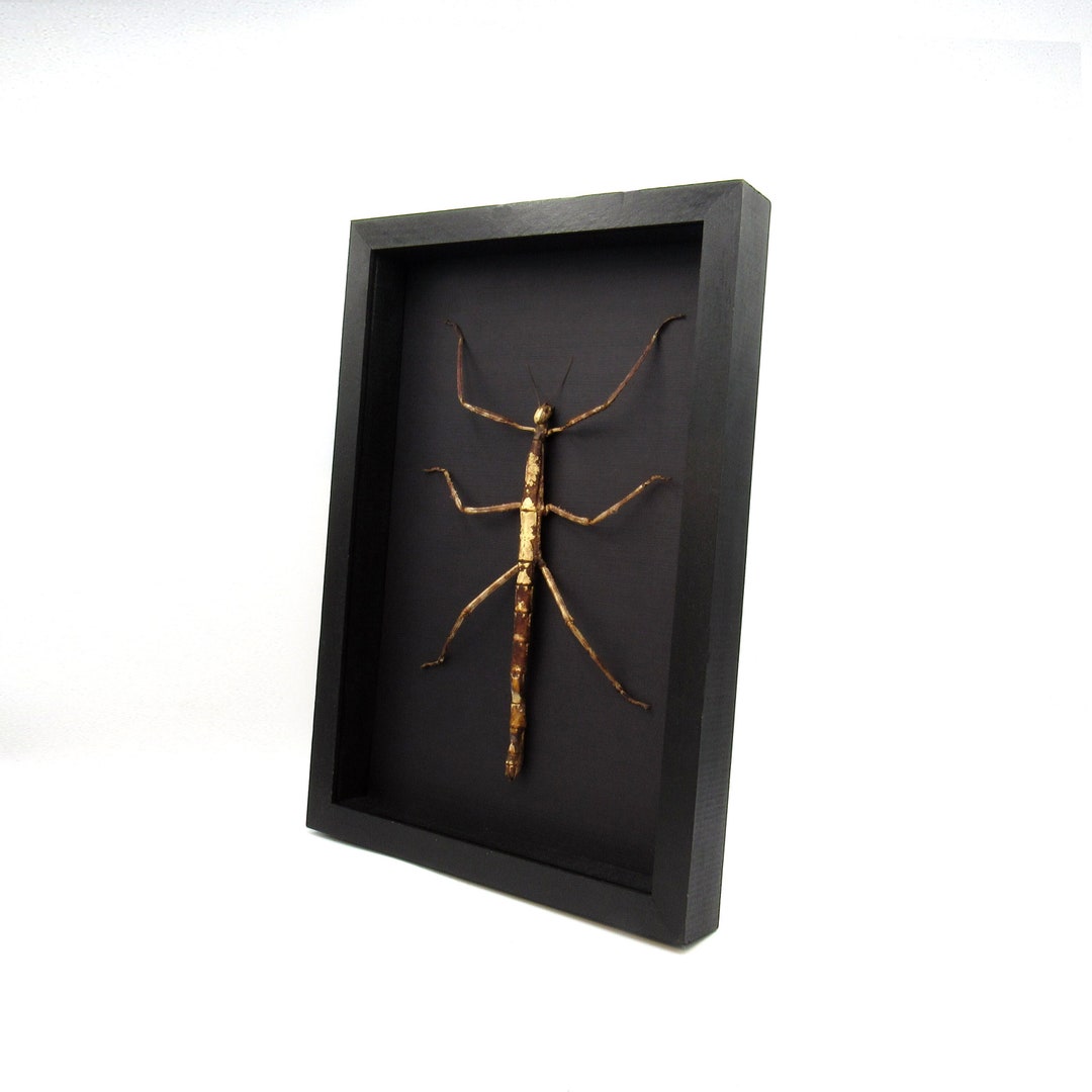Gigantic Real Walking Stick Insect Framed Taxidermy Tirachoidea ...