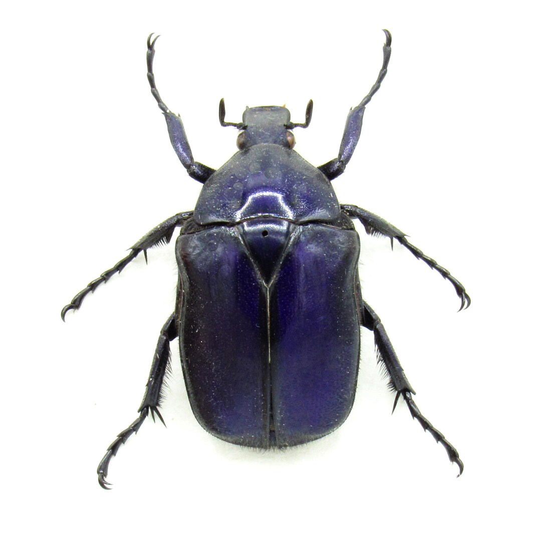Real Purple Scarab Beetle Framed Taxidermy - Torynorrhina Flammea - Etsy