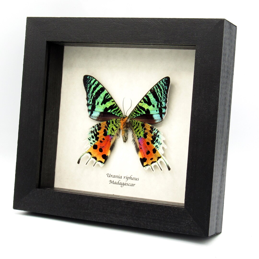Real Metallic Rainbow Sunset Moth Framed Taxidermy - Urania Ripheus - Etsy