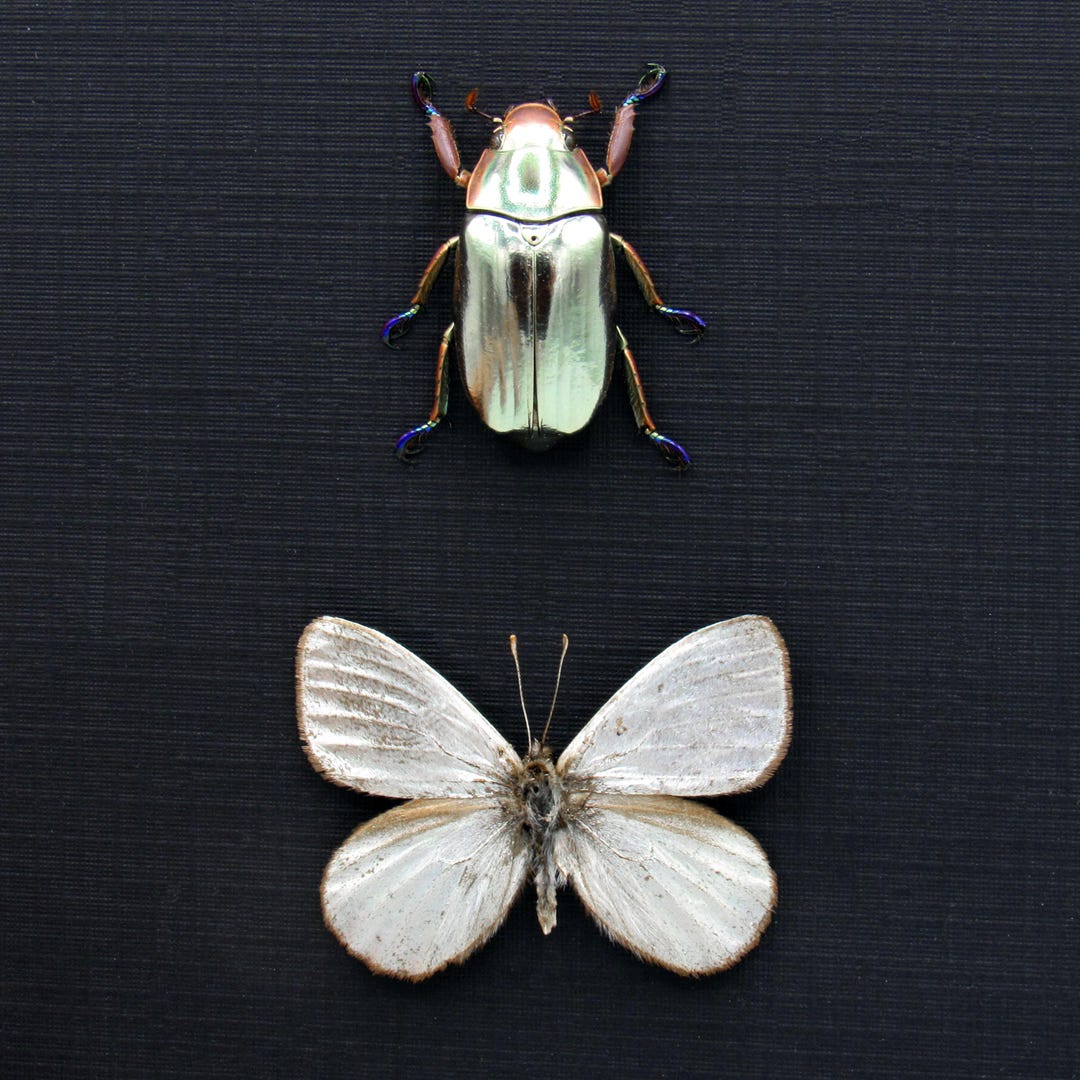 Very Rare Metallic Silver Beetle and Butterfly Framed Specimens ...