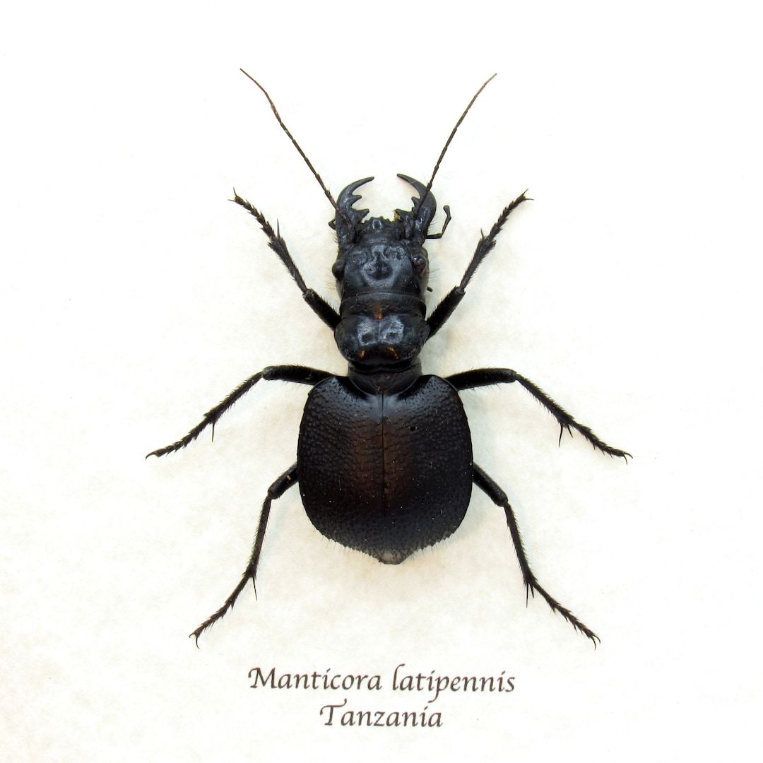 Real Monster Tiger Beetle Framed Taxidermy - Manticora Latipennis - Etsy
