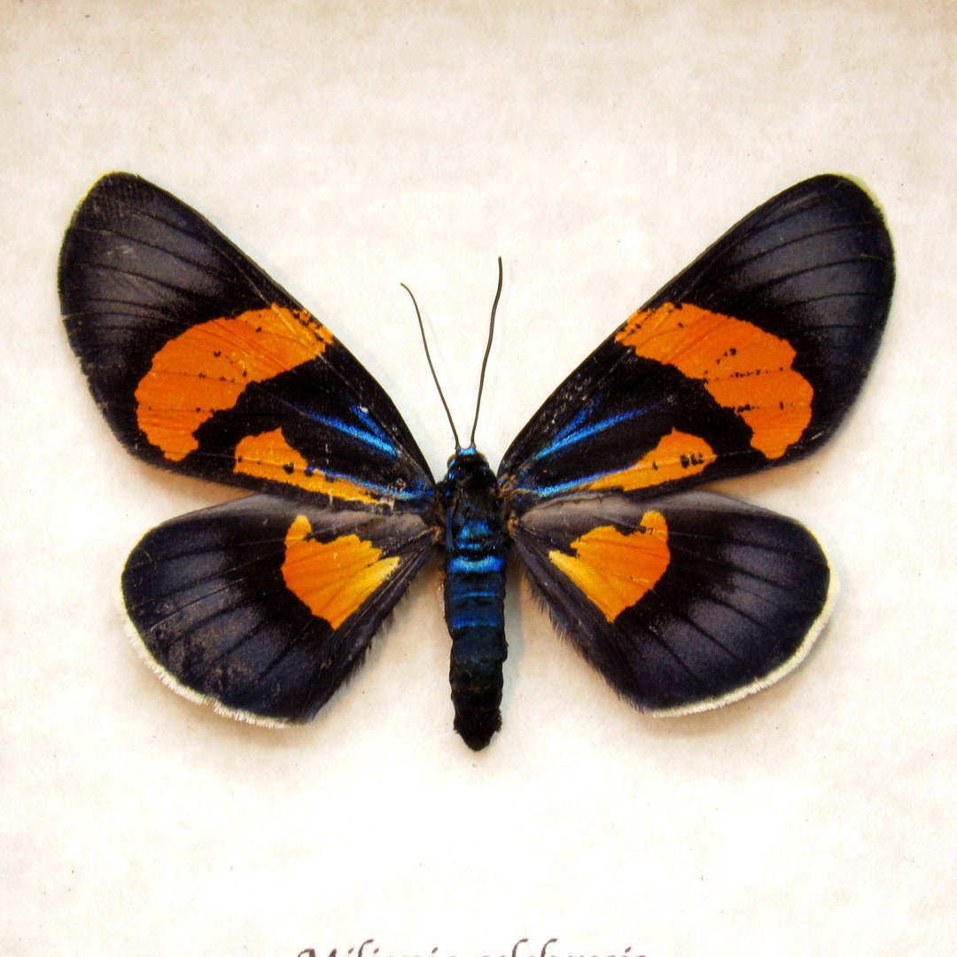 Rare Metallic Orange Moth Framed Taxidermy Milionia Celebensis Female ...