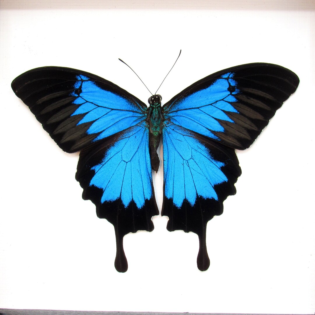 Real Iridescent Blue Ulysses Swallowtail Butterfly Framed - Papilio ...