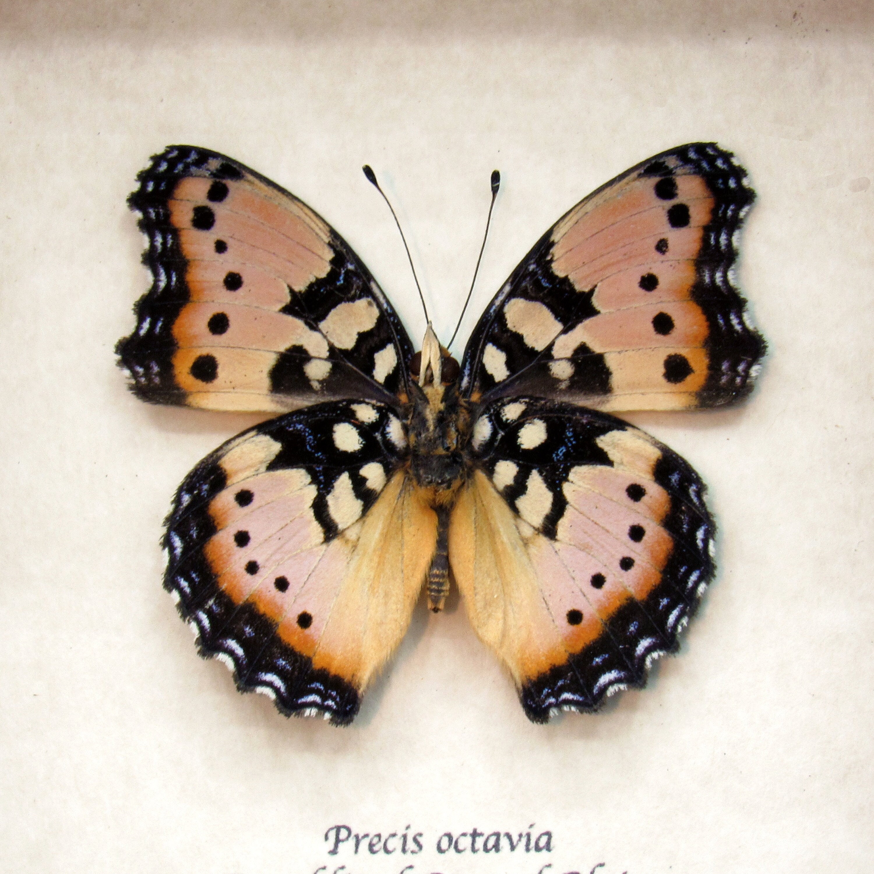 Rare Pink Form Gaudy Commodore Butterfly Framed Taxidermy Precis ...
