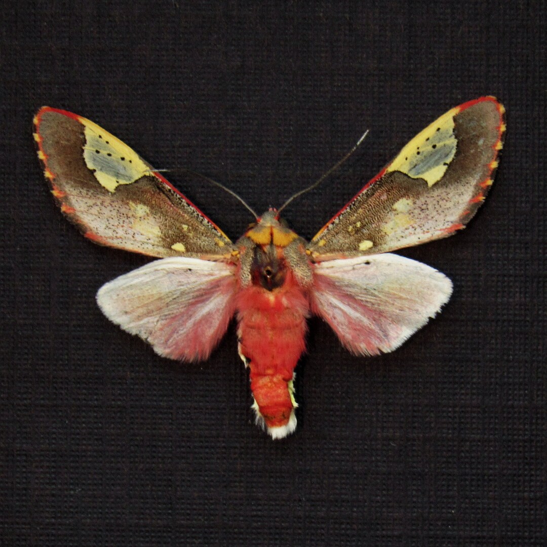 Rare Tiny Red Noctuid Moth Framed Taxidermy Bertholdia Trigona - Etsy
