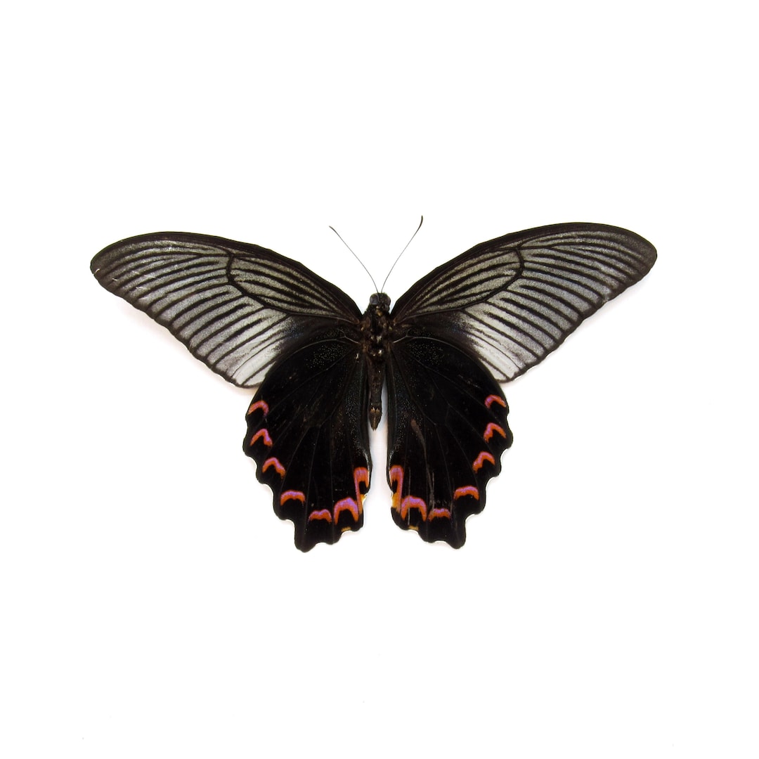 Real Giant Peacock Swallowtail Butterfly Framed Taxidermy - Papilio ...