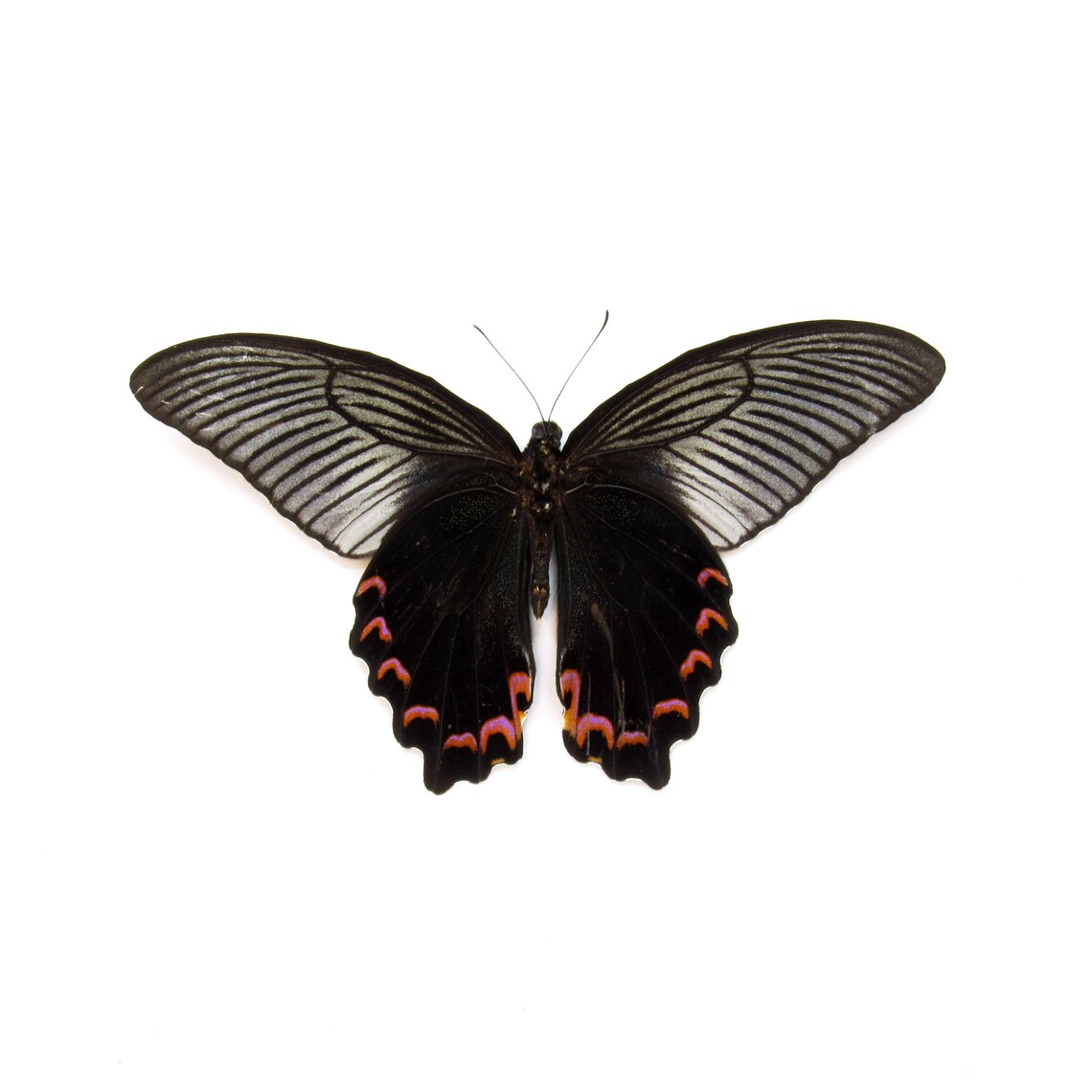 Real Giant Peacock Swallowtail Butterfly Framed Taxidermy - Papilio ...