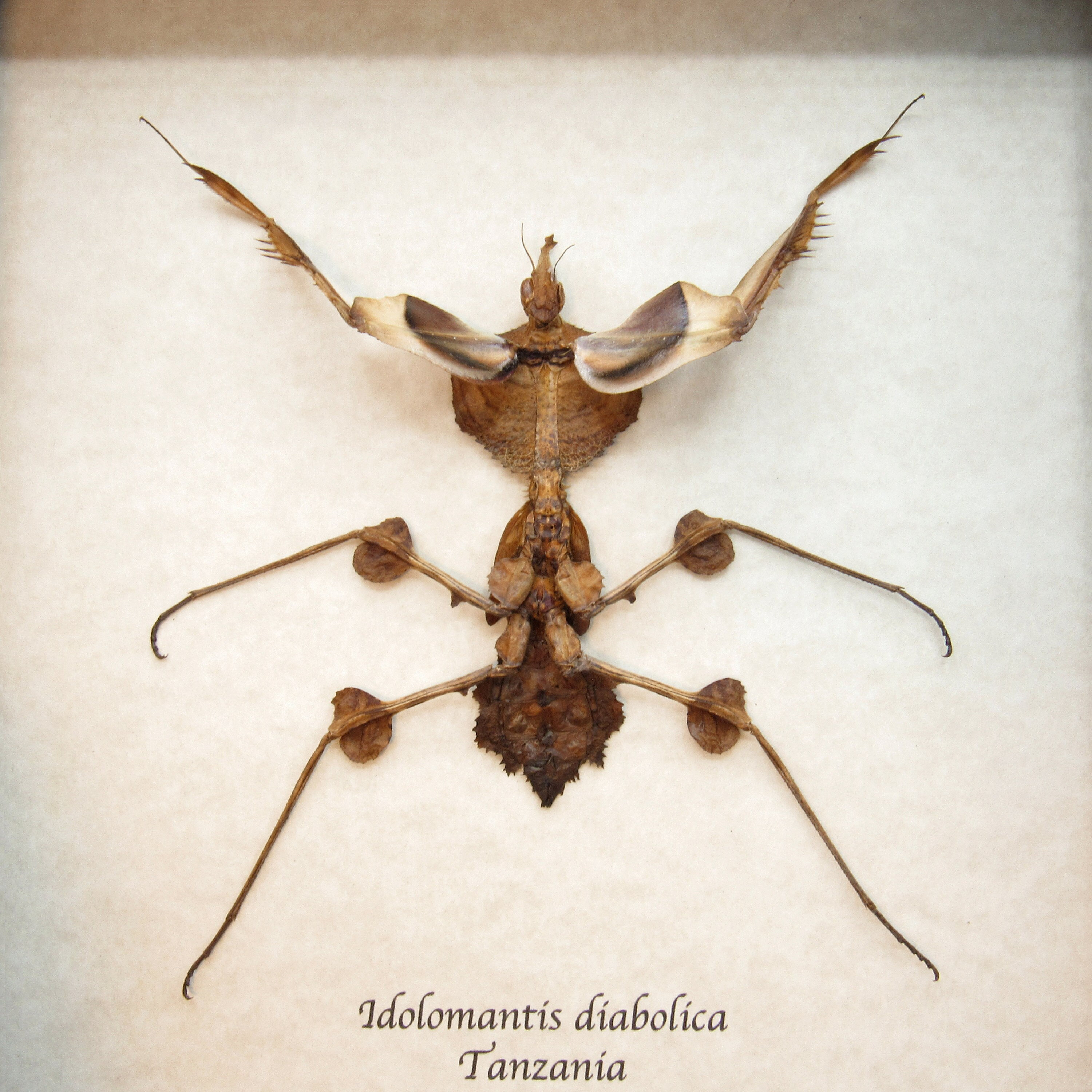 Devils Flower Mantis