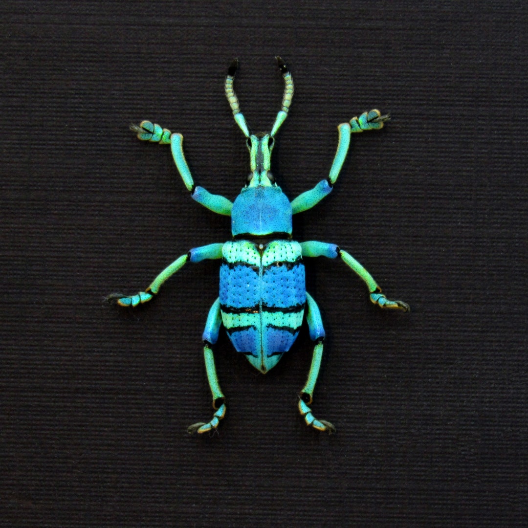 Real Glitter Weevil Framed Taxidermy - Eupholus Schoenherrii Petiti ...