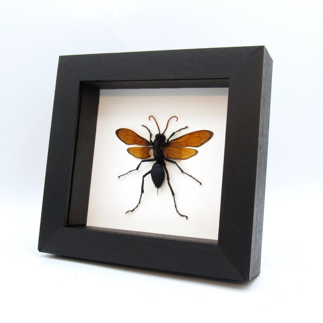 Rare Giant Tarantula Hawk Wasp Framed Taxidermy - Pepsis Heros - Female ...
