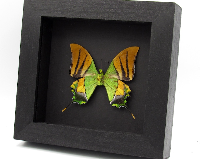 Real Rare Kaiser-i-hind Swallowtail Butterfly Framed Taxidermy ...