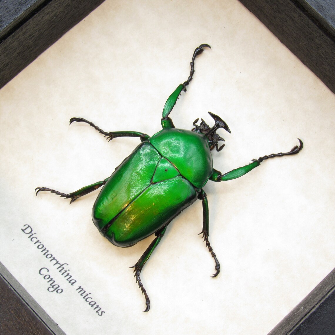 Large African Scarab Beetle Framed Taxidermy Dicronorrhina - Etsy