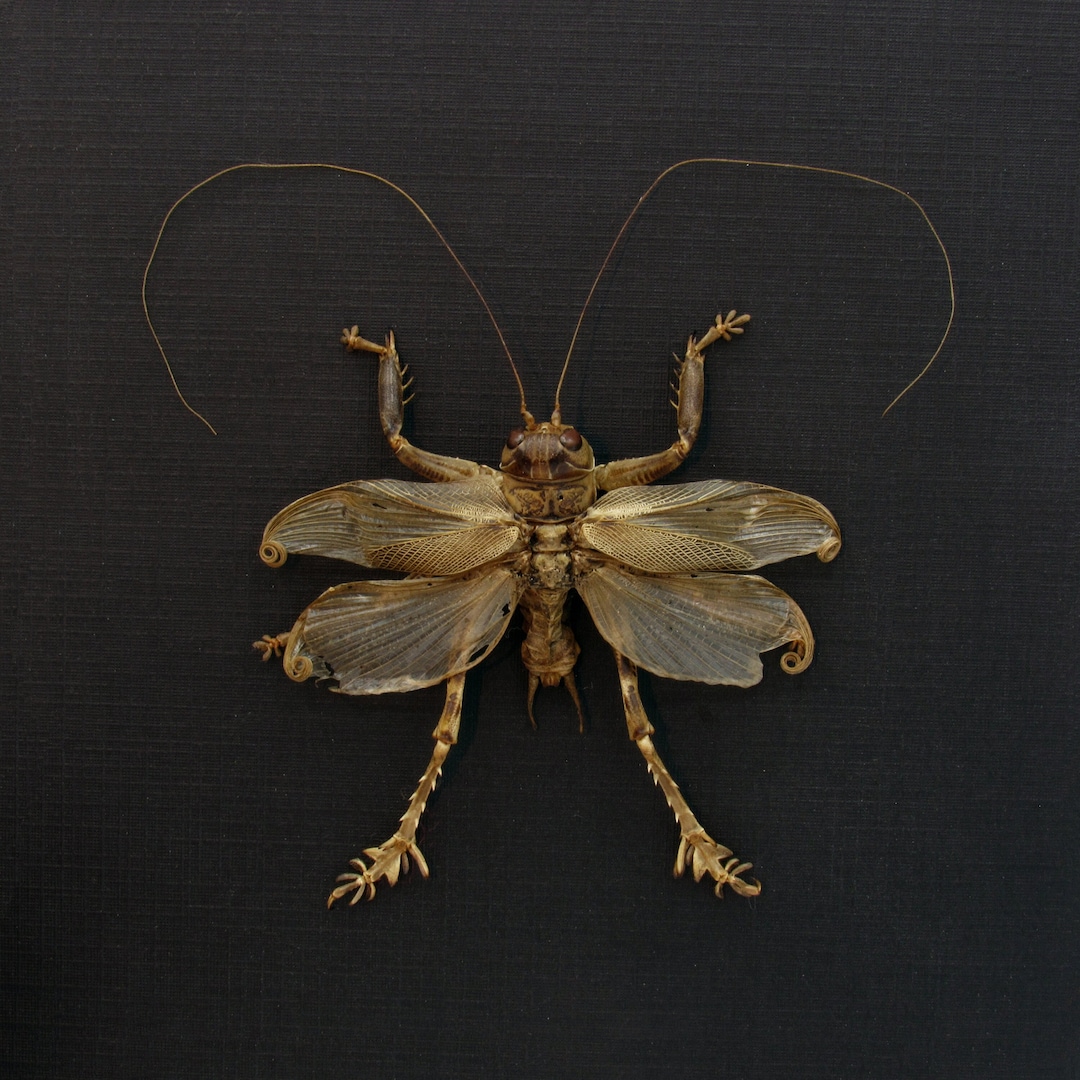 Rare Carnivorous Pakistani Desert Cricket Framed Taxidermy ...