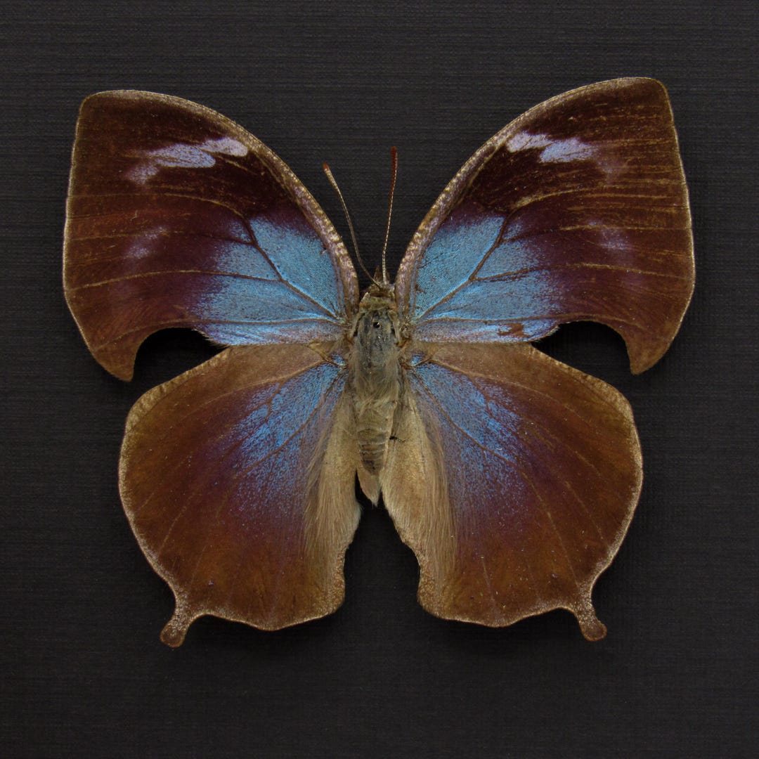 Rare Blue Leafwing Butterfly Framed - Memphis Forreri - Female - Etsy