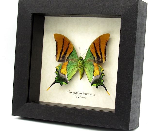 Real Rare Kaiser-i-hind Swallowtail Butterfly Framed Taxidermy ...