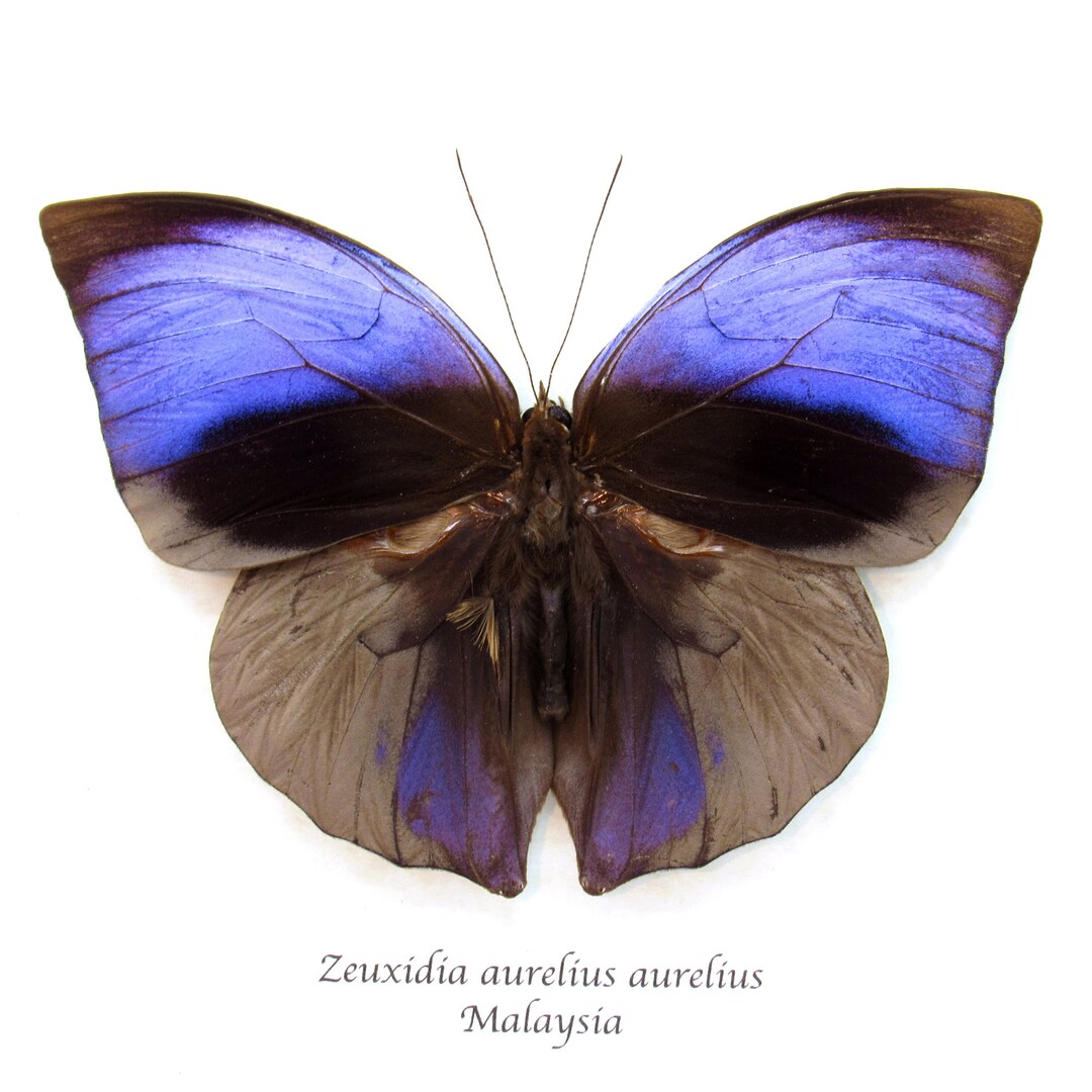 Real Purple Giant Saturn Butterfly Framed Taxidermy Zeuxidia Aurelius ...