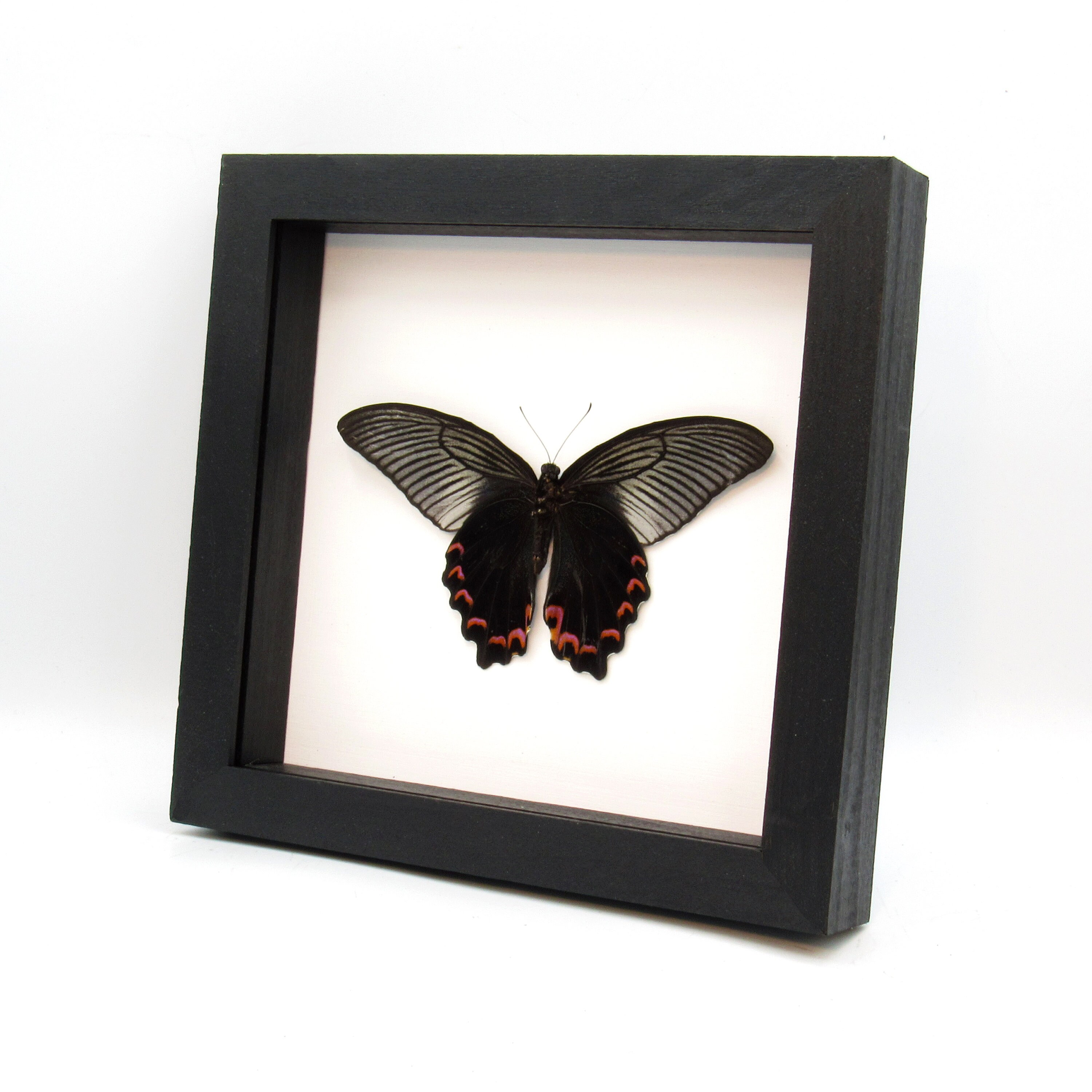 Real Giant Peacock Swallowtail Butterfly Framed Taxidermy - Papilio ...