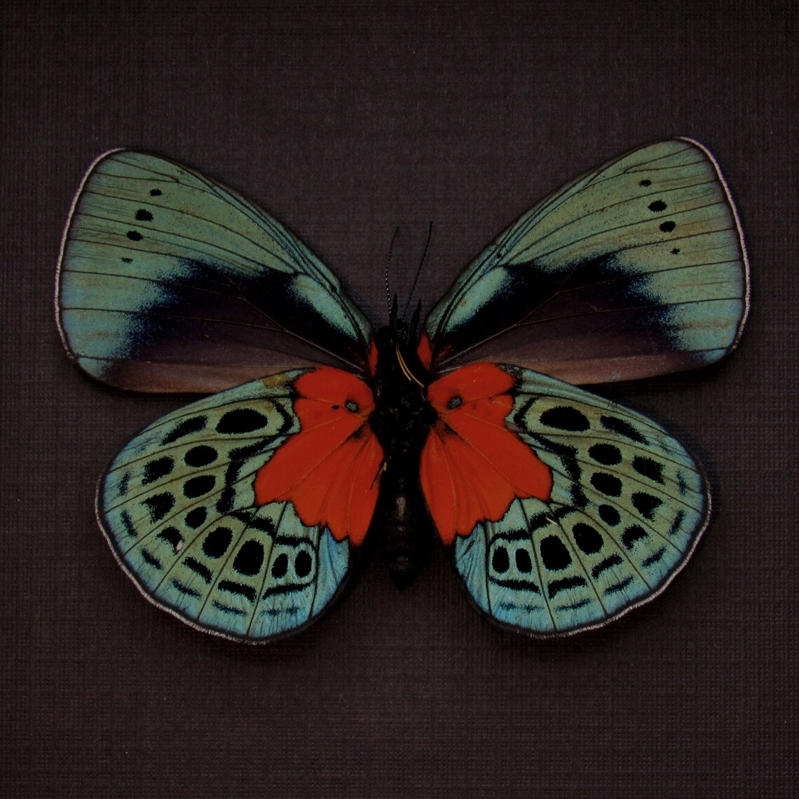 Real Blood Red Butterfly Framed Taxidermy Asterope Optima - Etsy