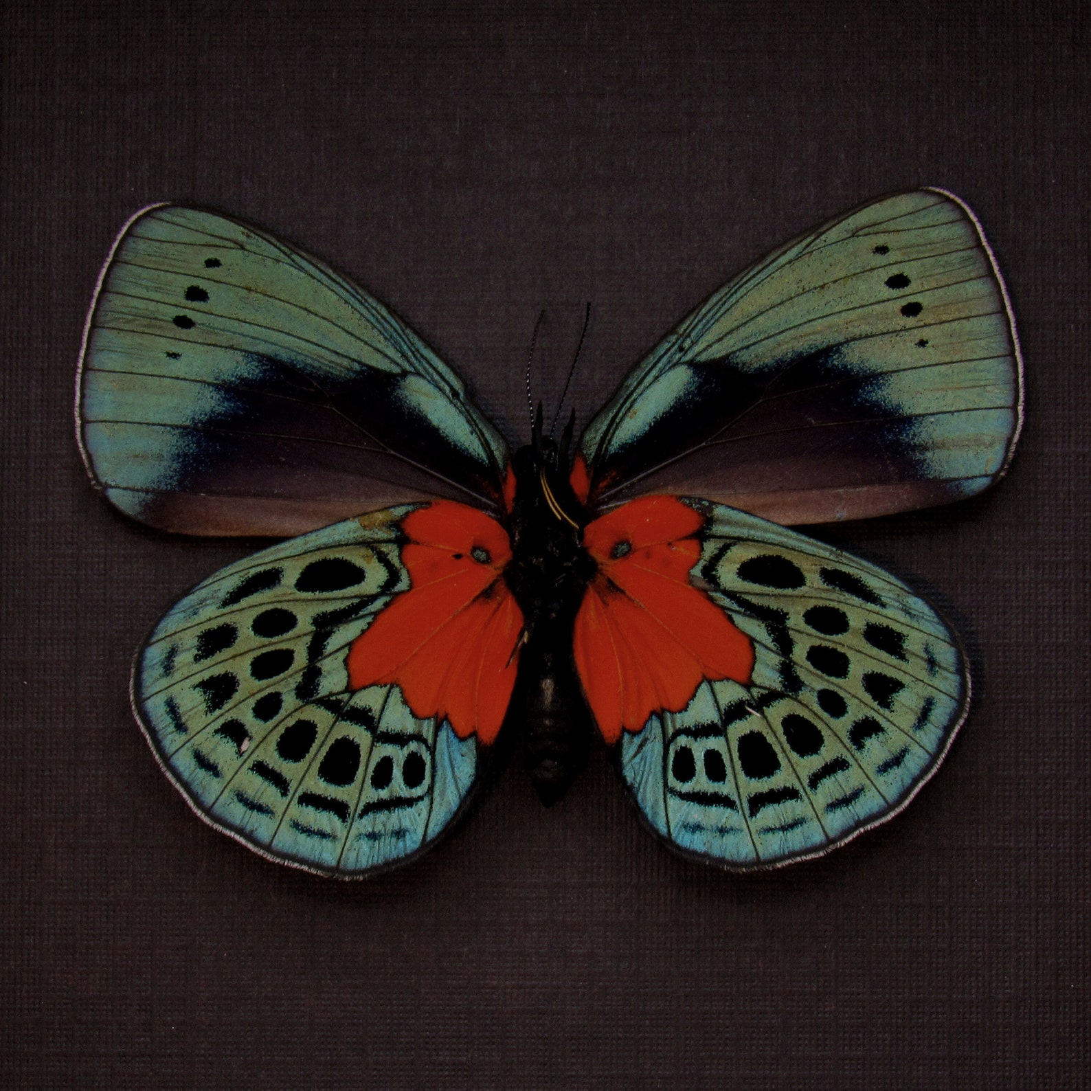 Real Blood Red Butterfly Framed Taxidermy Asterope Optima - Etsy