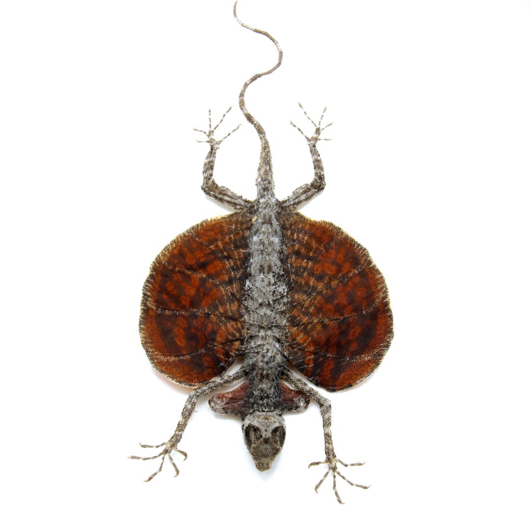 Real Red Bearded Flying Dragon Lizard Framed Taxidermy - Draco ...