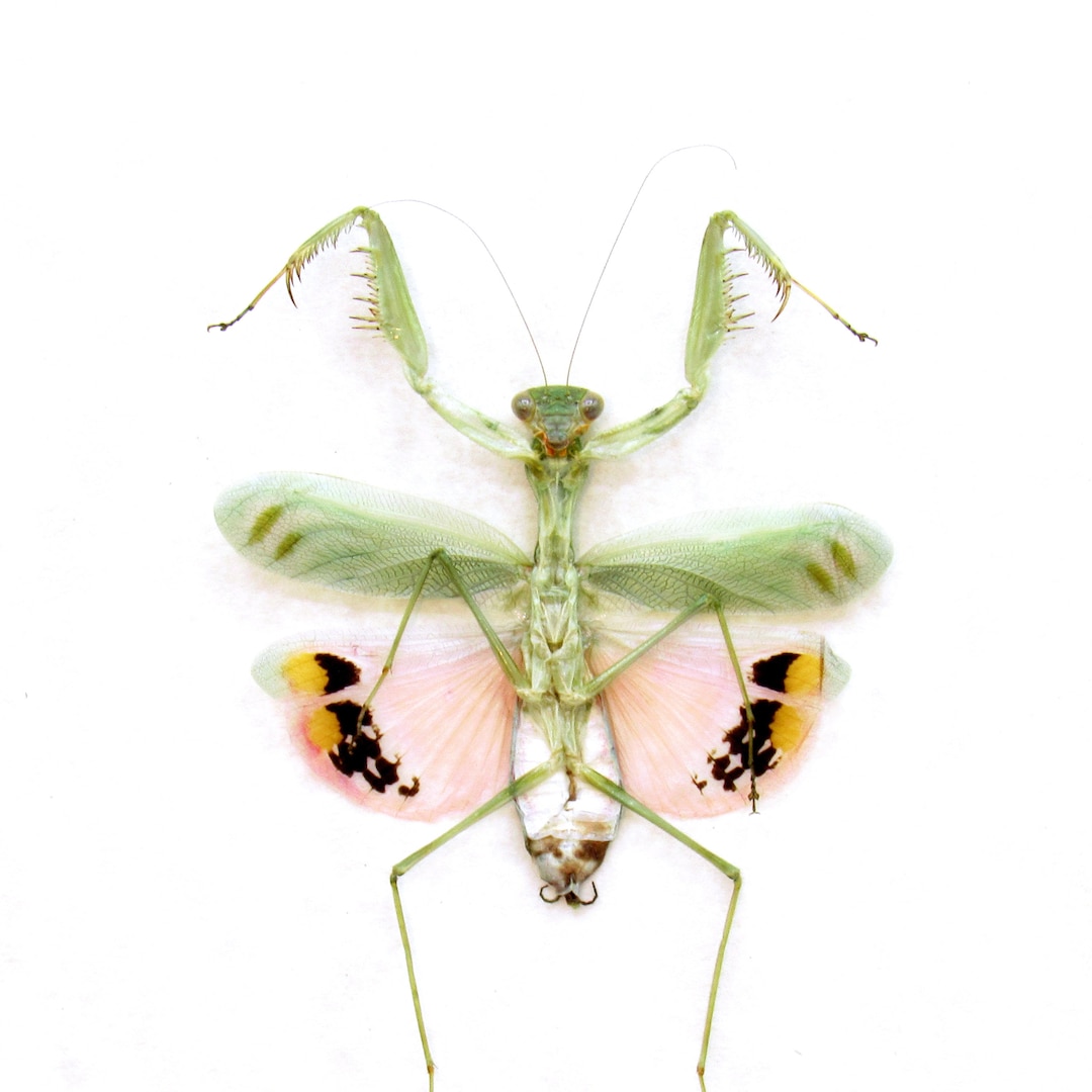 Rare Framed Pink Umbrella Mantis Taxidermy - Caliris Elegans - Female ...