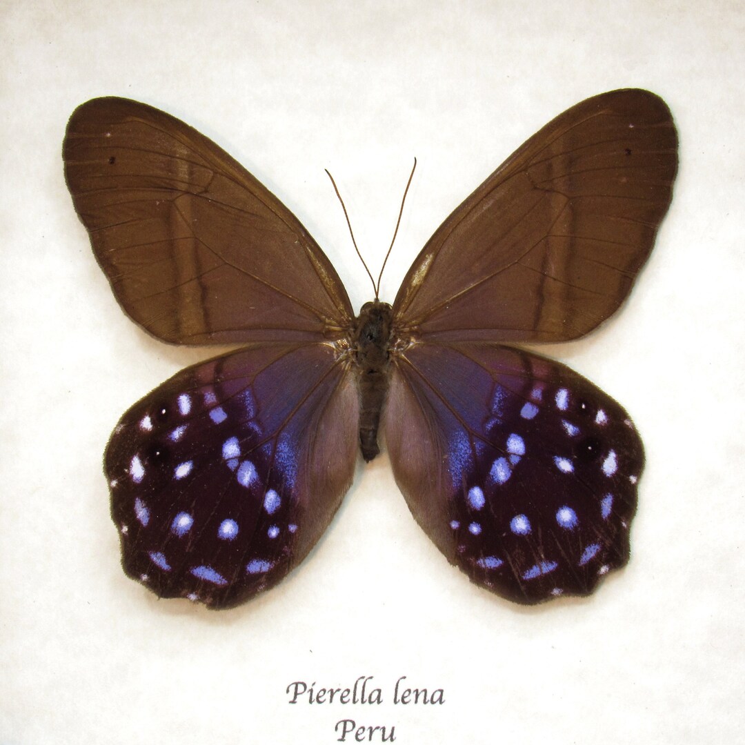 Real Purple Butterfly Framed Taxidermy - Pierella Lena - Large Female ...