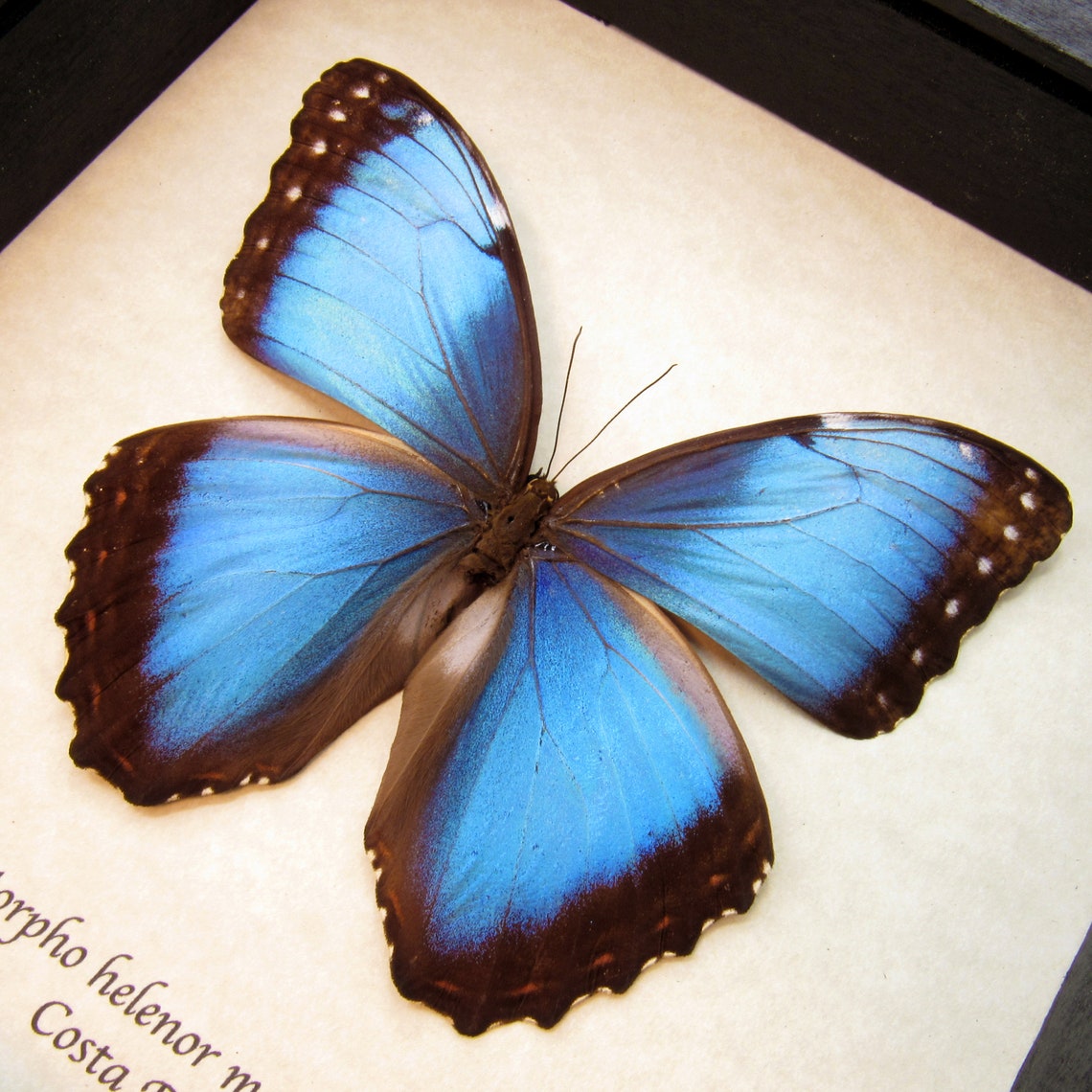 Real metallic blue butterfly framed Morpho helenor marinata | Etsy