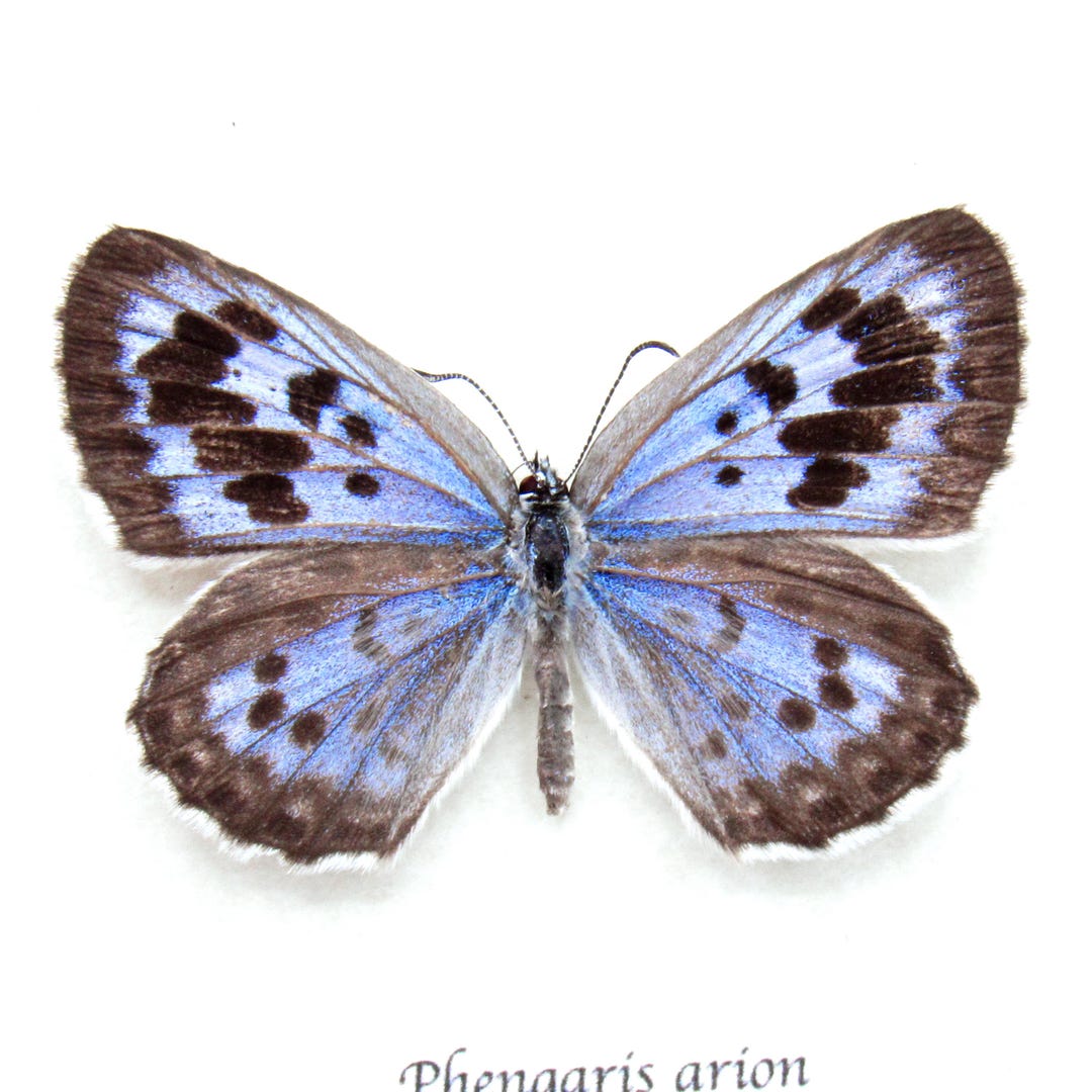Rare Carnivorous Large Blue Butterfly Framed Taxidermy - Phengaris ...