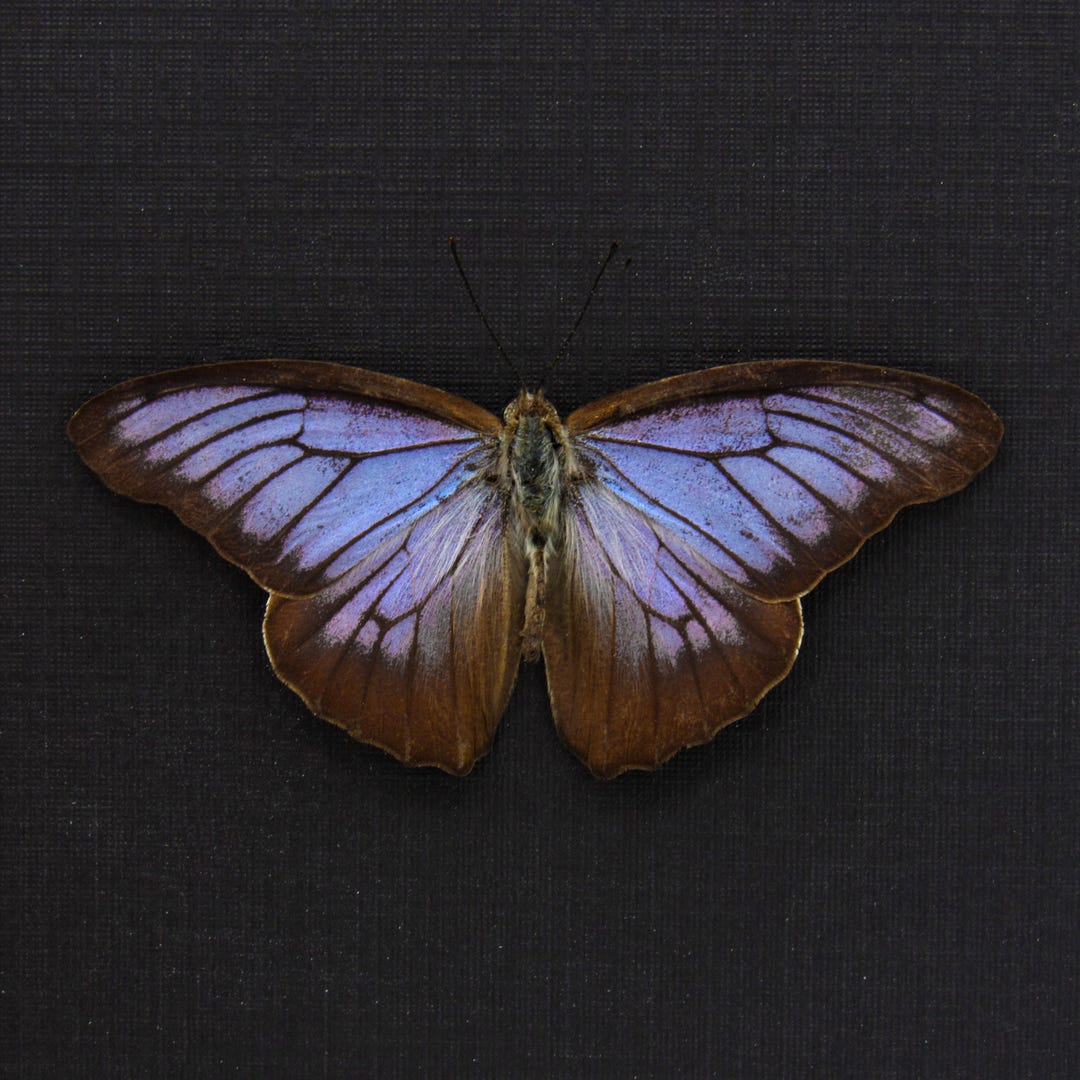 Real Purple Beak Butterfly Framed Taxidermy - Libythea Geoffroyi ...