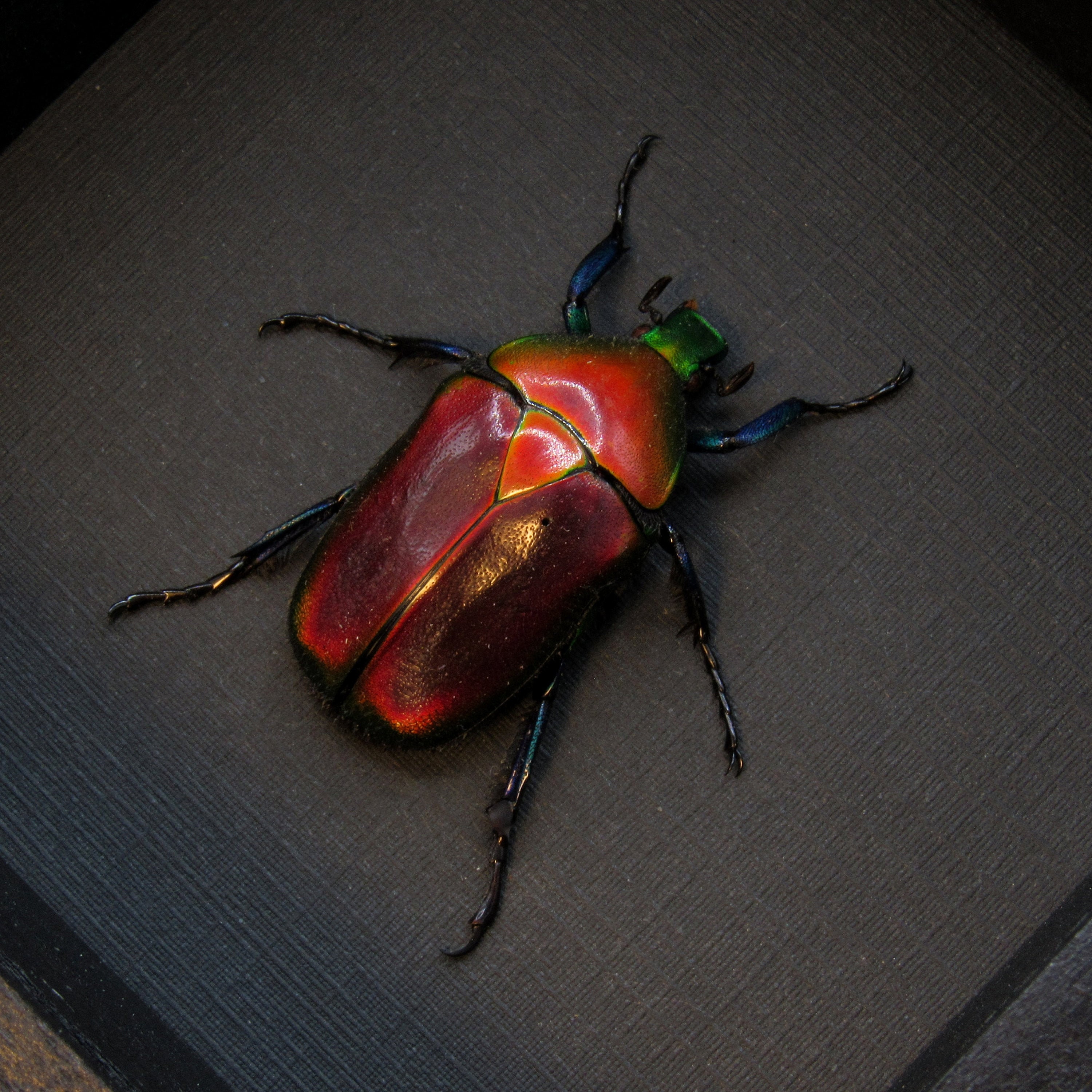 Real Red Metallic Scarab Beetle Framed Taxidermy - Etsy Canada
