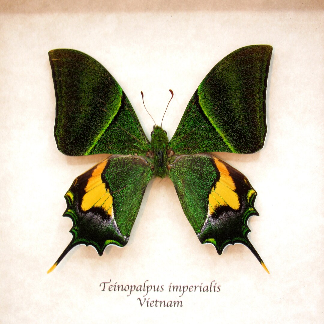 Real Rare Kaiser-i-hind Swallowtail Butterfly Framed Taxidermy - Etsy
