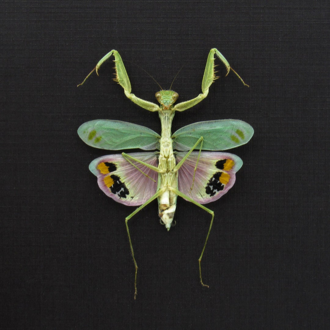 Rare Framed Pink Umbrella Mantis Taxidermy Caliris Elegans Female - Etsy