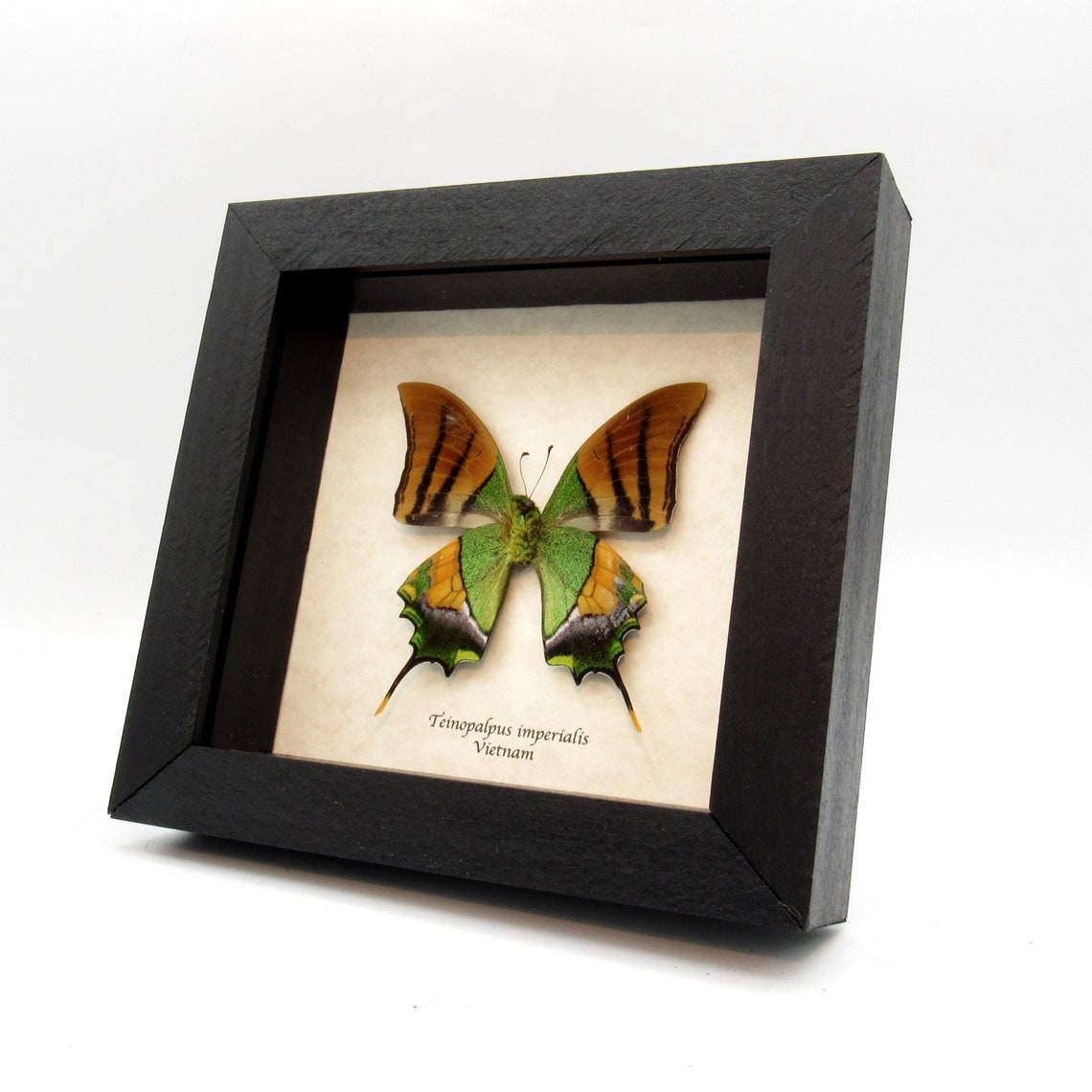 Real Rare Kaiser-i-hind Swallowtail Butterfly Framed Taxidermy - Etsy